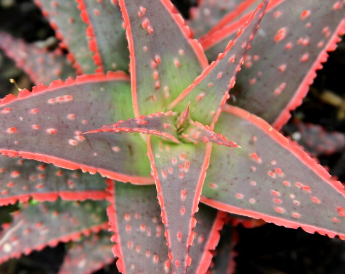 Aloe Christmas Carol - Etsy