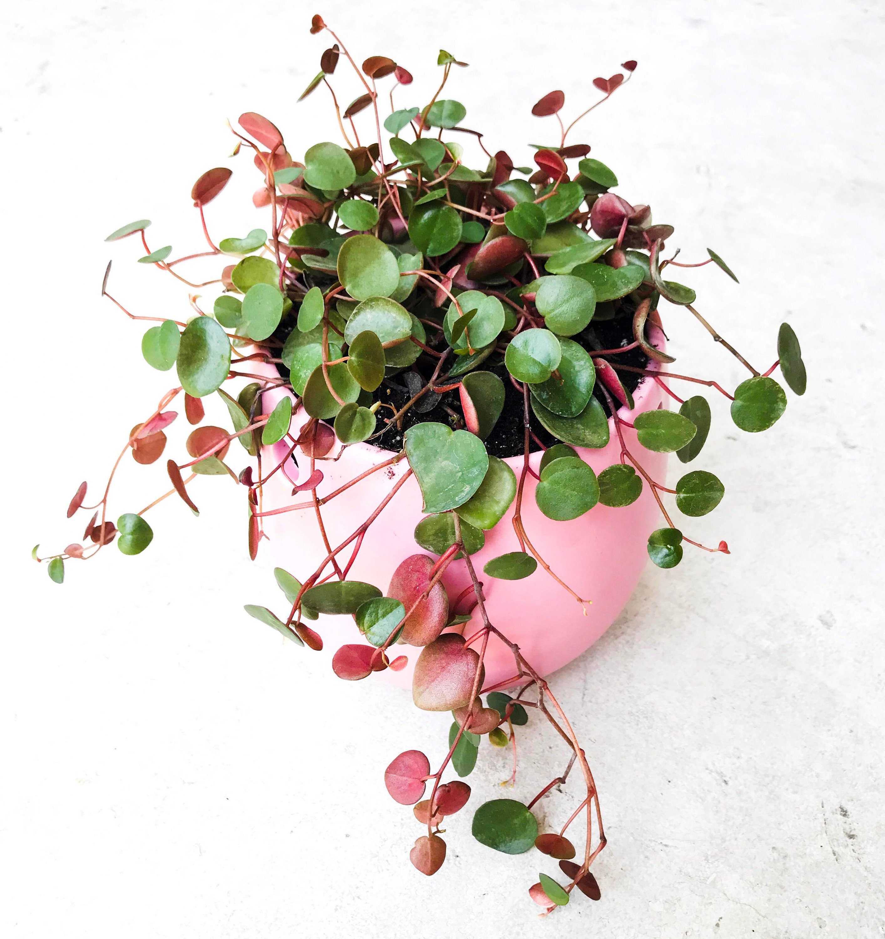Peperomia Ruby Cascade Craft Supplies & Tools Gardening & Plants etna ...