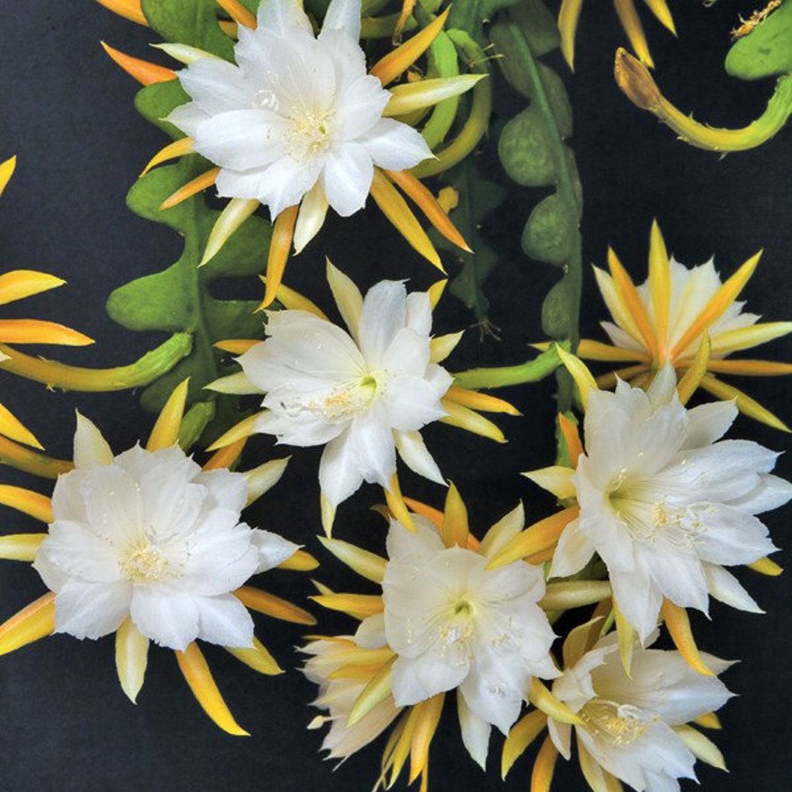 Fishbone Cactus / Epiphyllum Anguliger - Etsy