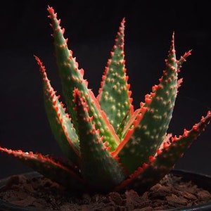 Aloe Christmas Carol - Etsy