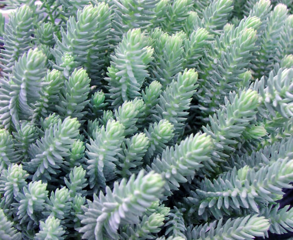 Sedum 'blue Spruce' / Stonecrop / Ground Cover / - Etsy