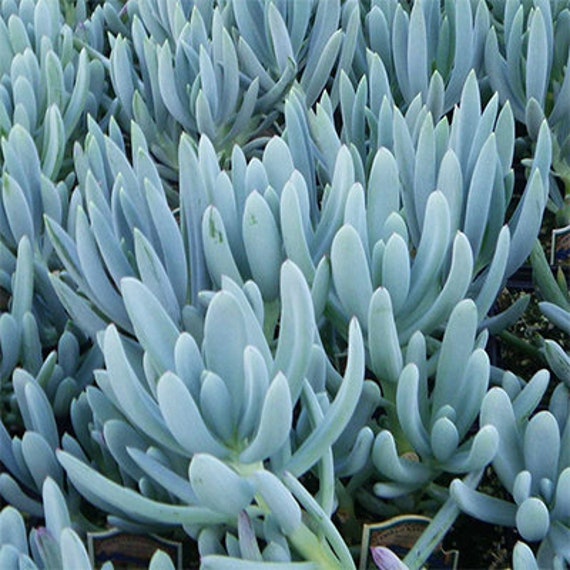 Senecio Mandraliscae Blue Chalk Sticks
