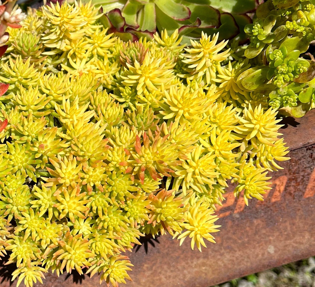Sedum Rupestre Lemon Ball / Ground Cover / Container Filler / Fairy ...