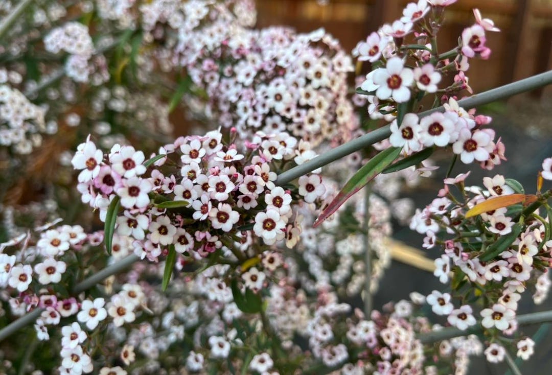 Euphorbia Xanti / Cherry Blossom Euphorbia / Baja Spurge - Etsy