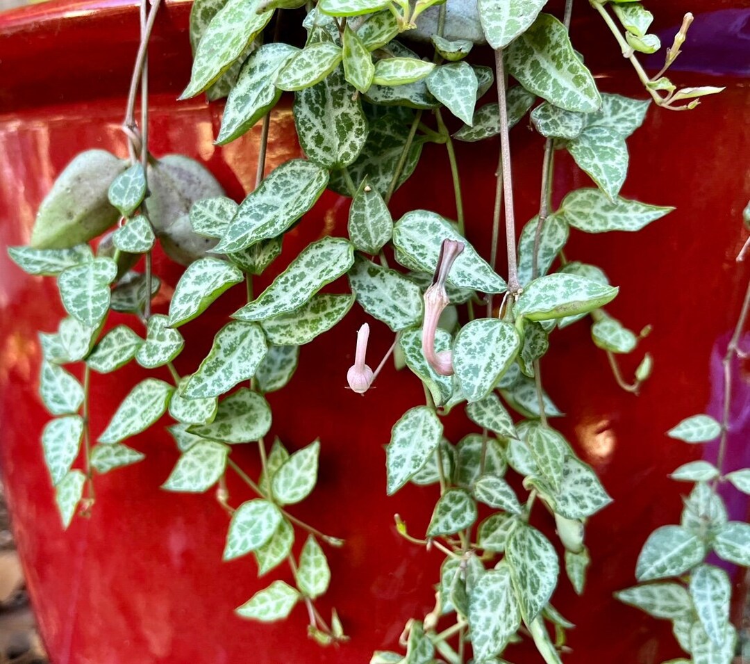 Ceropegia Woodii / String of Spades / Rosery Vine - Etsy