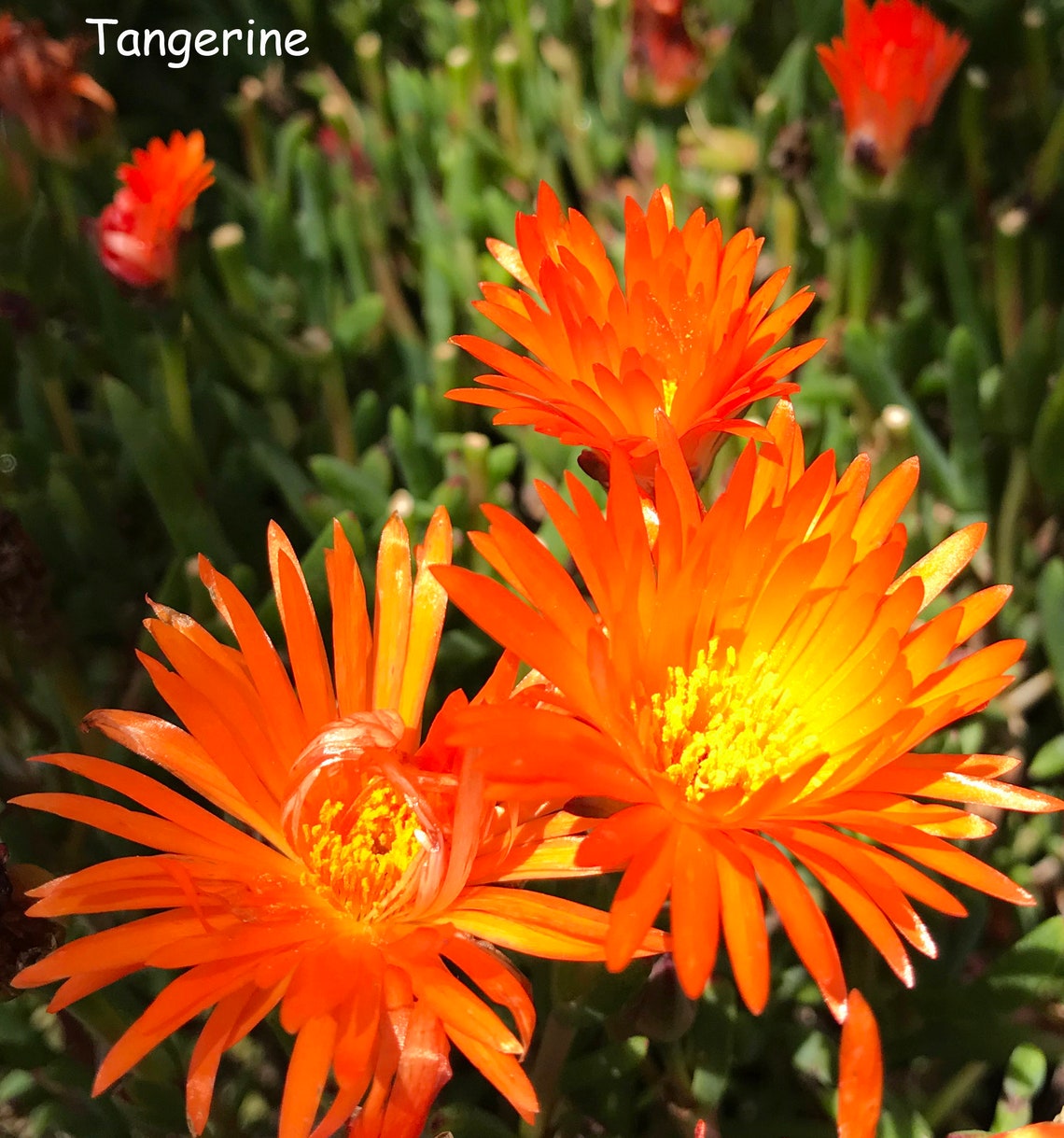 Tangerine / Orange Ice Plant / Ground Cover / Container Filler - Etsy