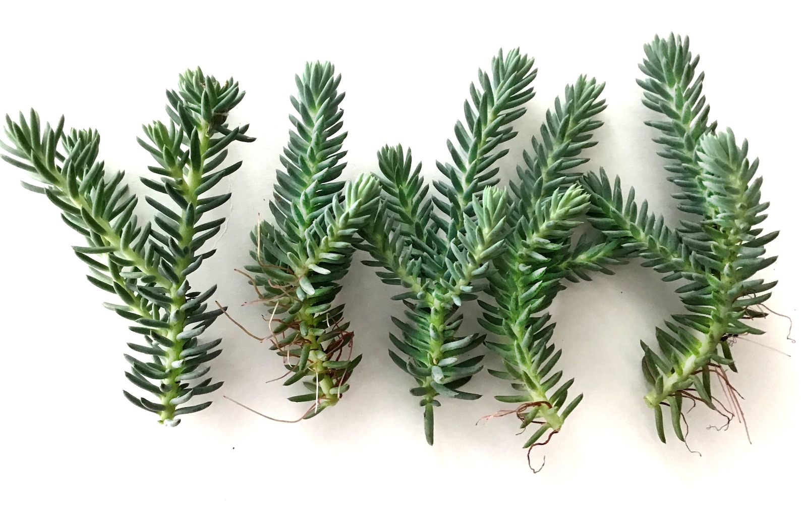 Sedum 'Blue Spruce' / stonecrop / ground cover / | Etsy