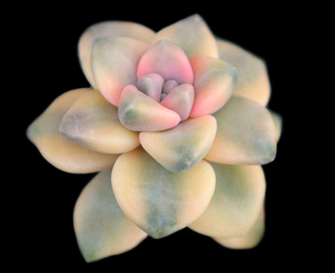Graptoveria Titubans Variegata - Etsy