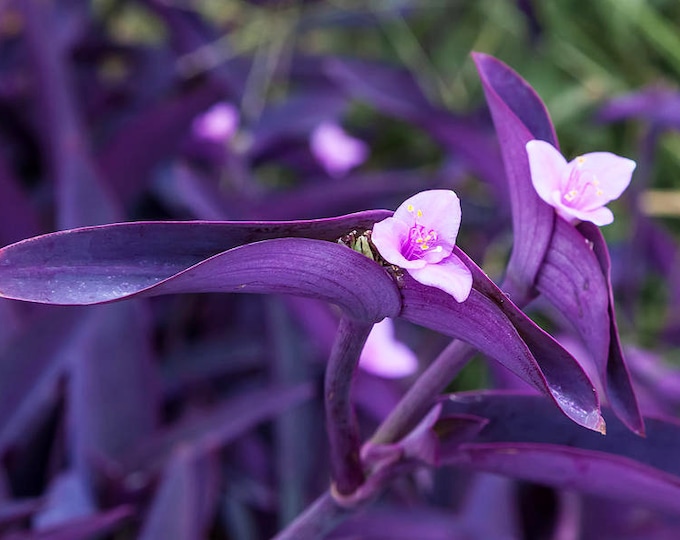 Tradescantia Pallida / Purple Heart / Purple Queen - Etsy