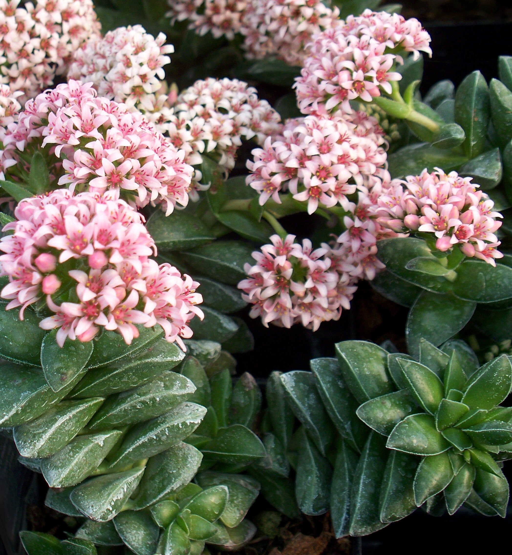 Crassula Springtime - Etsy
