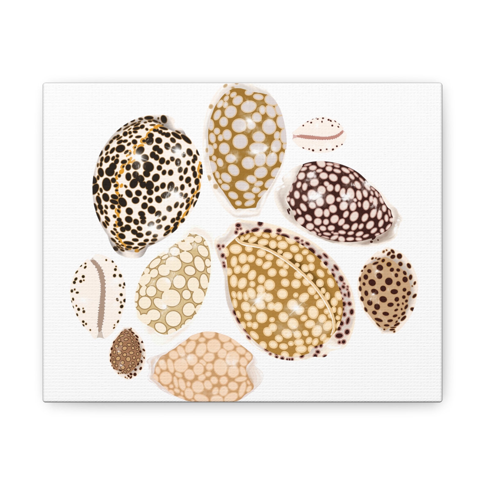 Canvas Gallery Wraps Cowrie Shells - Etsy