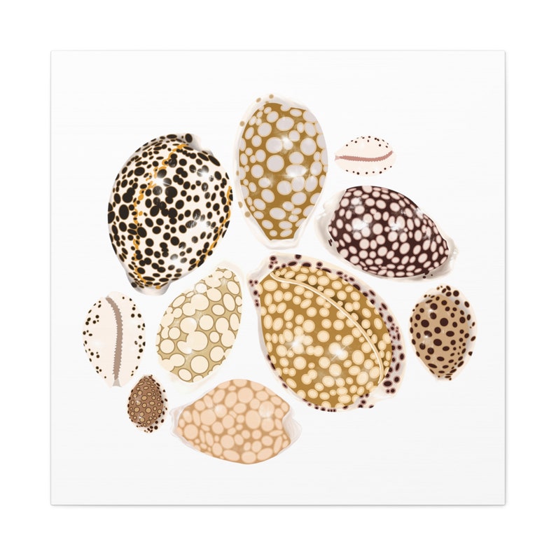 Canvas Gallery Wraps Cowrie Shells - Etsy