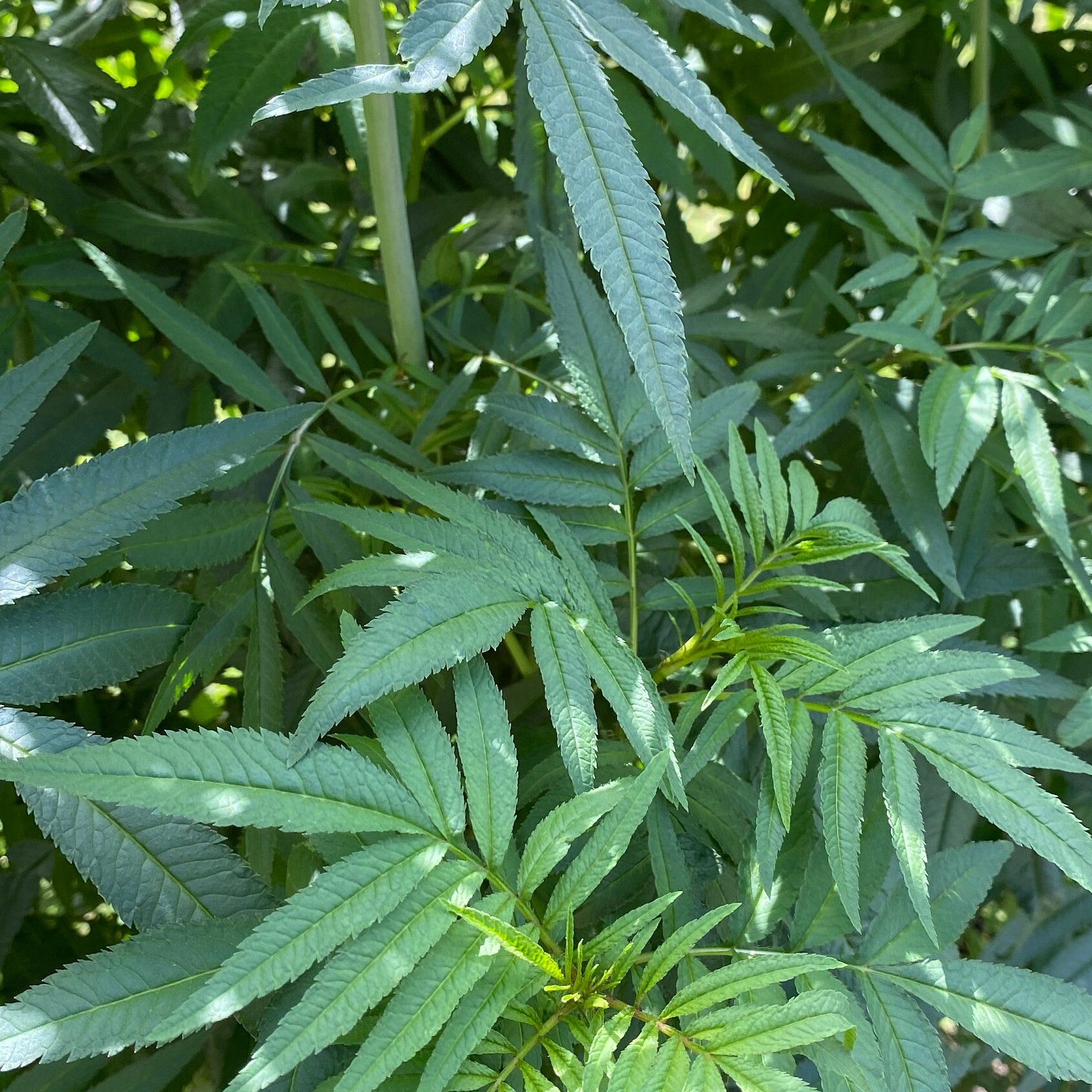 Peruvian Black Mint / Huacatay Seeds 300ct - Etsy