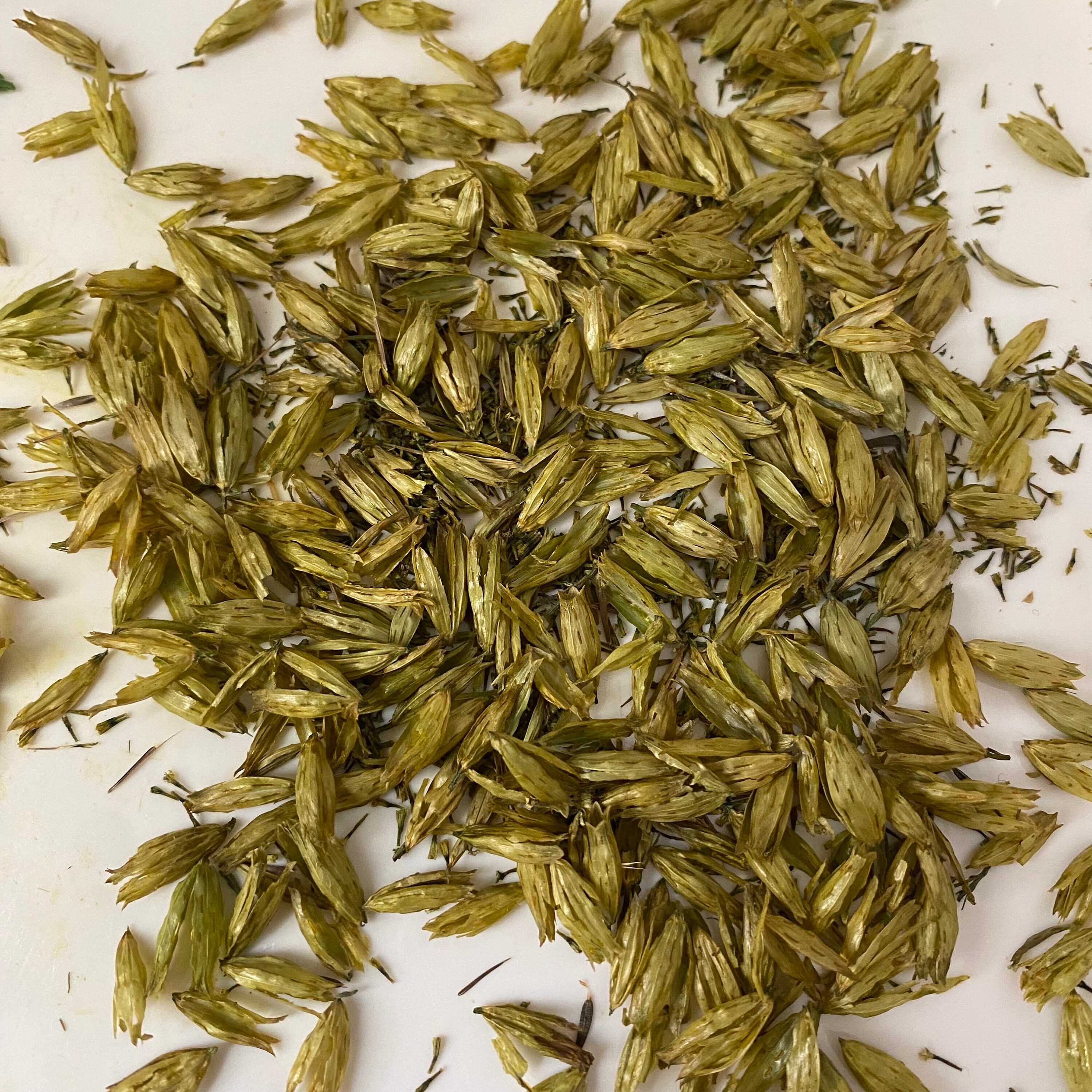 Peruvian Black Mint / Huacatay Seeds 300ct, Fall 2025 Harvest - Etsy