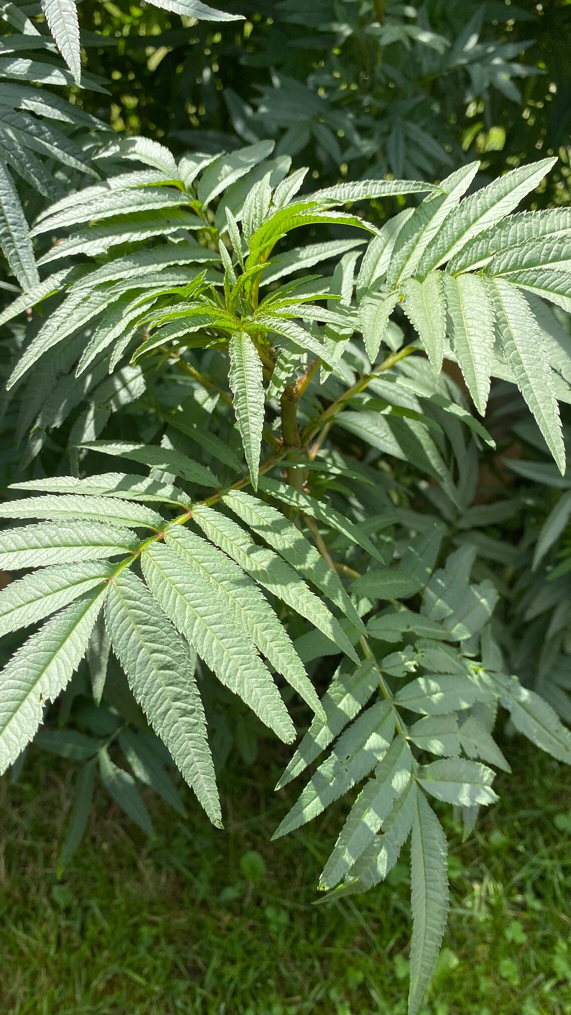 Dried Peruvian Black Mint / Huacatay in Ball Mini Jars 5oz - Etsy