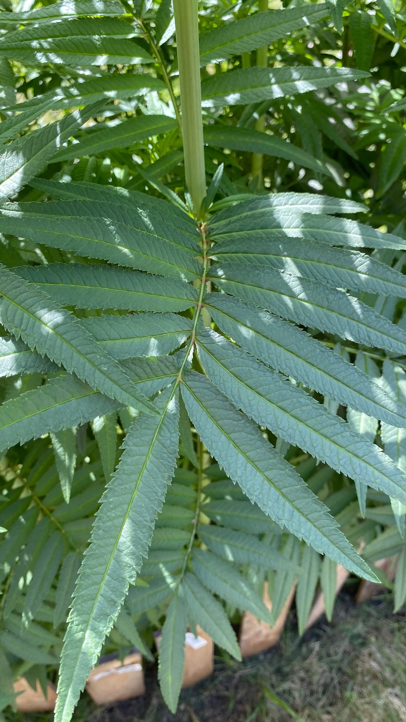 Dried Peruvian Black Mint / Huacatay in Ball Mini Jars 5oz - Etsy