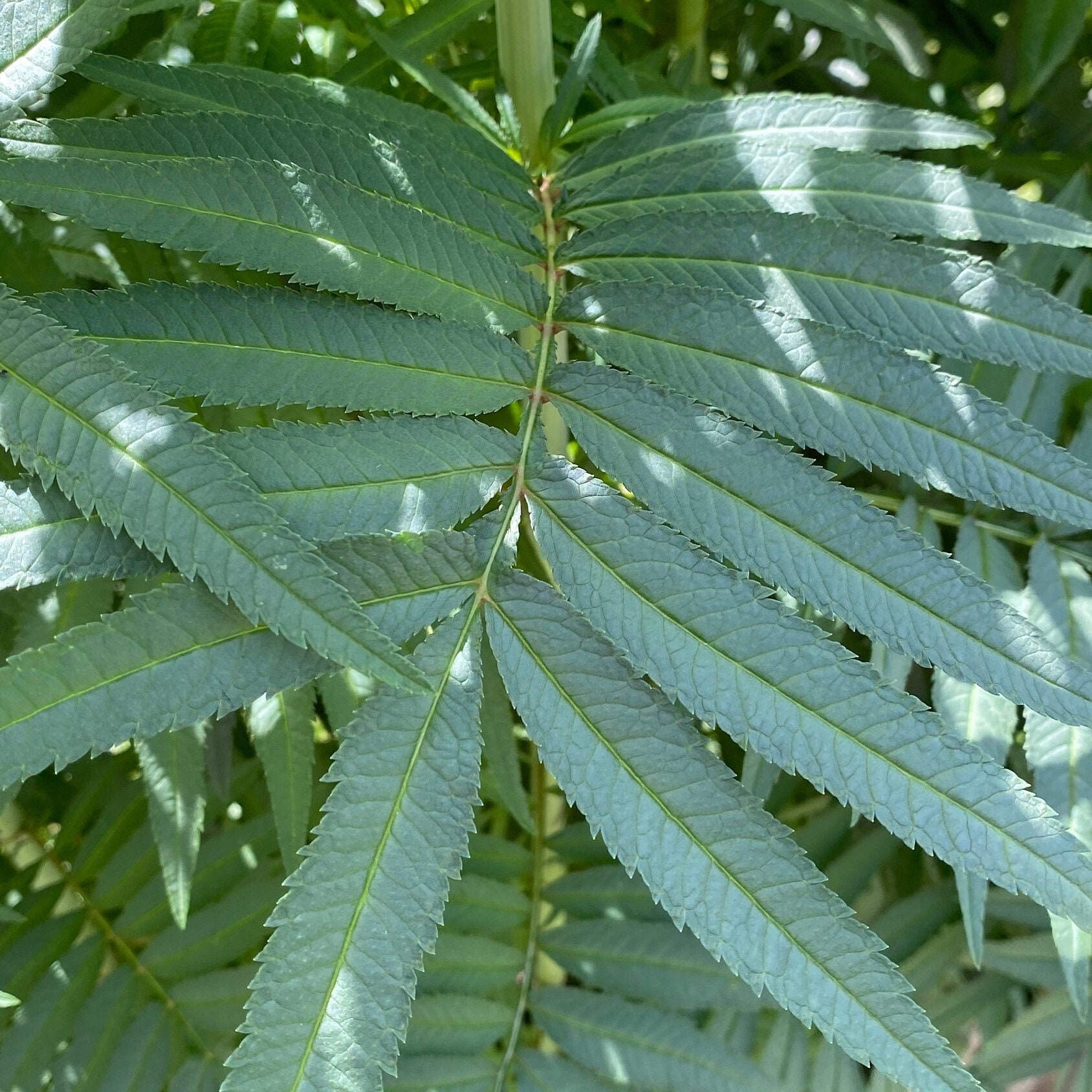 Peruvian Black Mint / Huacatay Seeds 300ct - Etsy