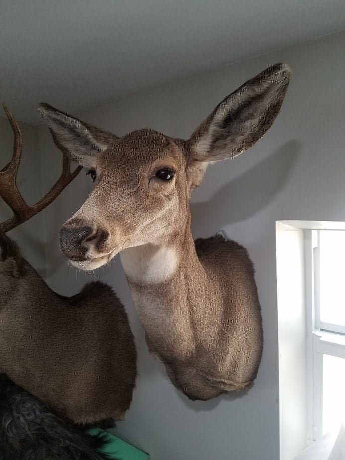 Mule Deer Doe (female) Shoulder Mount - Etsy