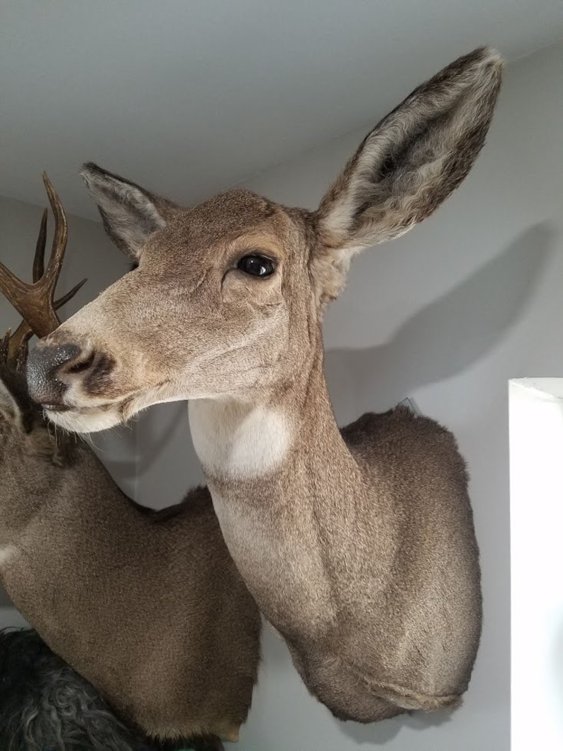 Mule Deer Doe (female) Shoulder Mount - Etsy