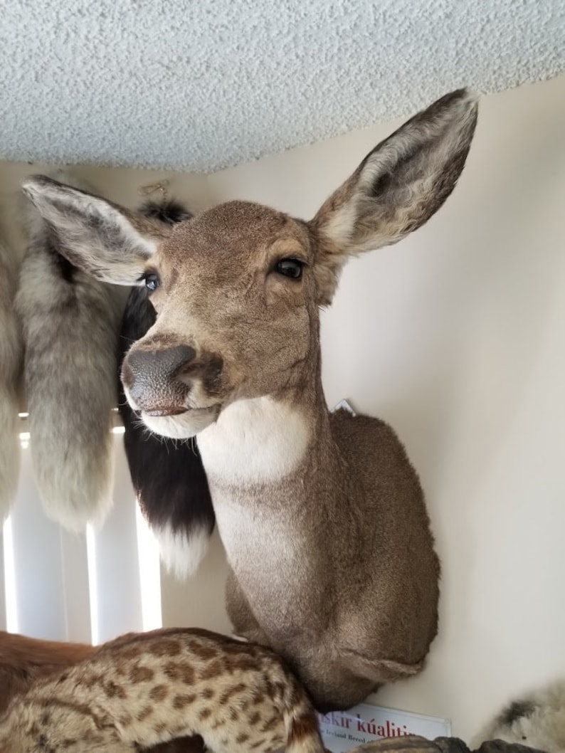 Mule Deer Doe (female) Shoulder Mount - Etsy