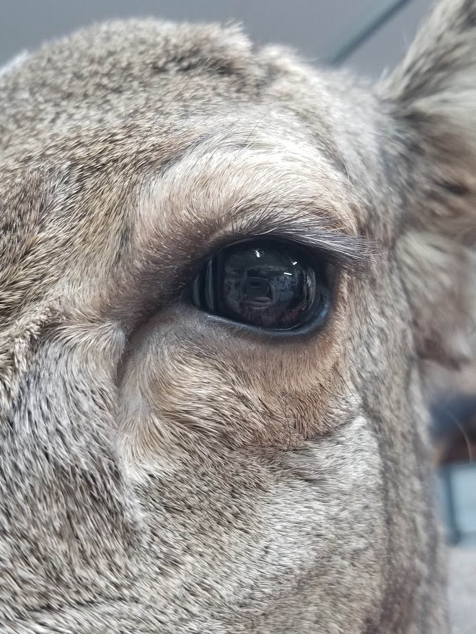 Mule Deer Doe (female) Shoulder Mount - Etsy
