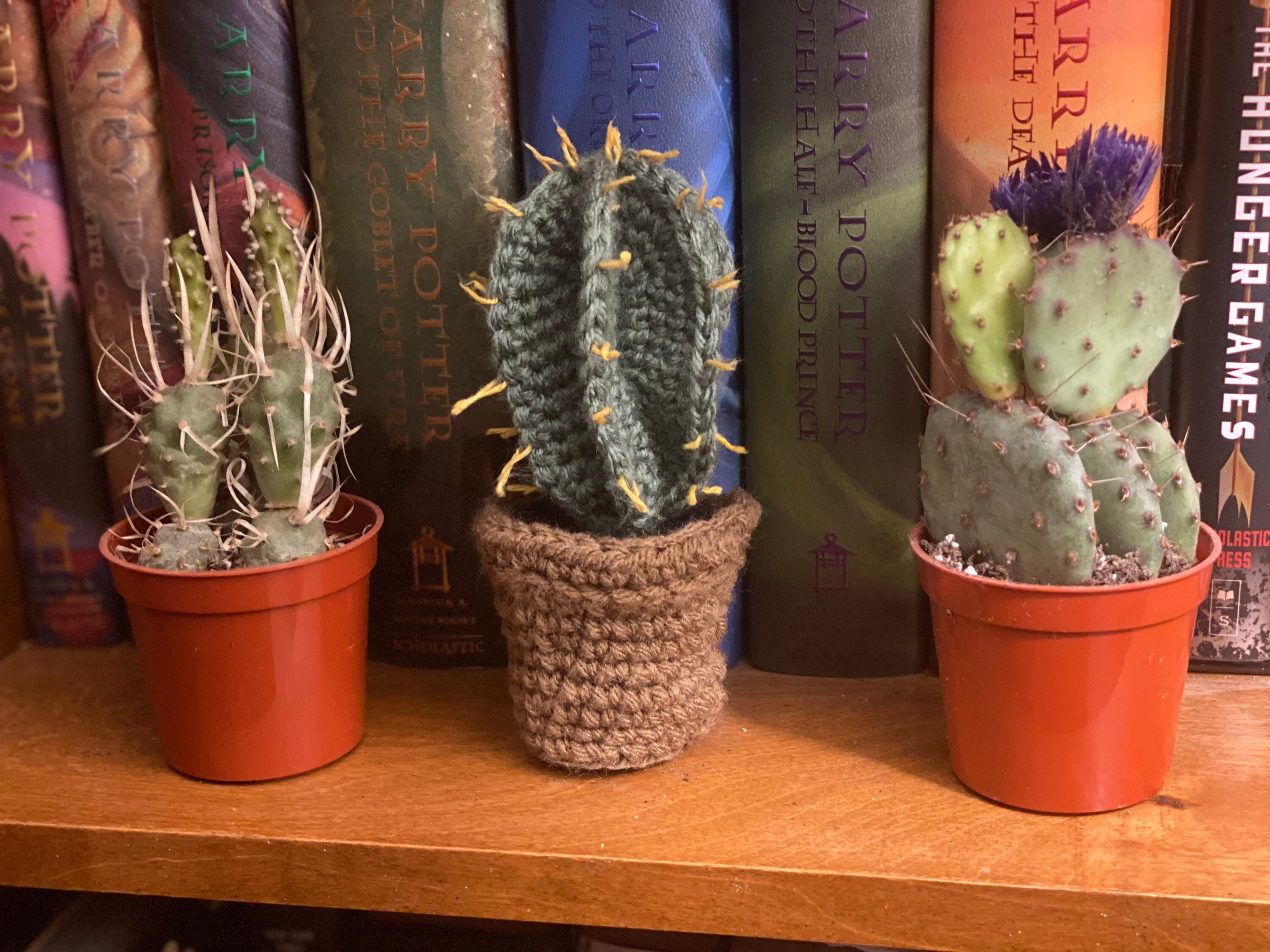 Gray Ghost Organ Pipe Cactus Plushie - Etsy