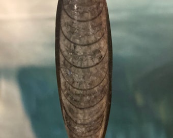 Genuine Black Orthoceras Fossil Large Orthoceras Polished - Etsy