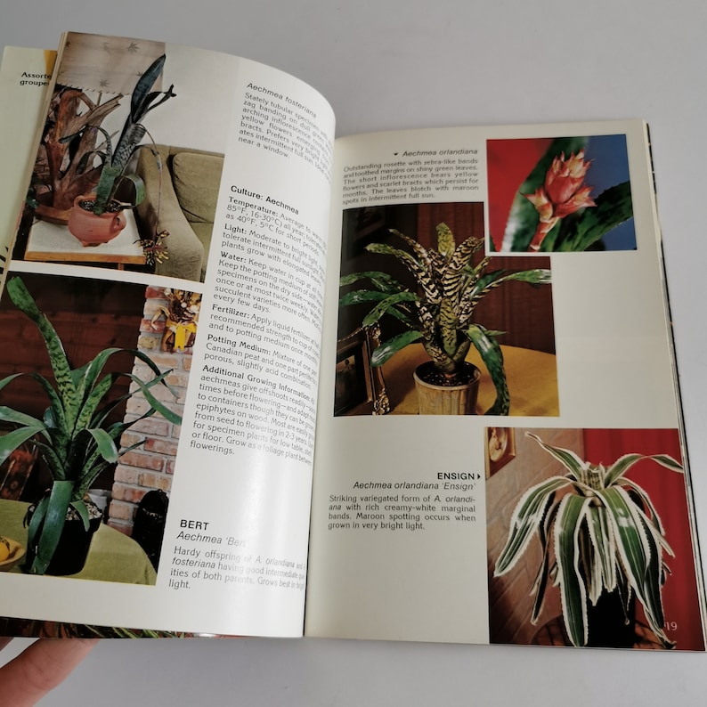 1977 Bromeliads for Modern Living, Vintage Home Plants Guide MCM Retro ...