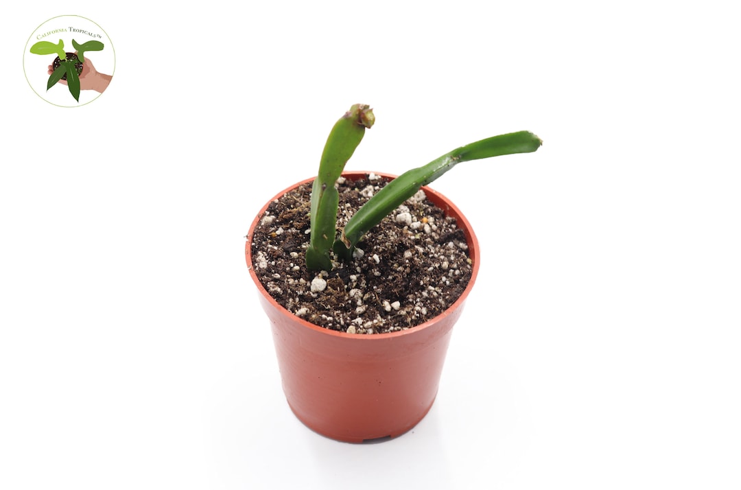 Rhipsalis Paradoxa Chain Cactus Rare Succulent 4'' From California ...