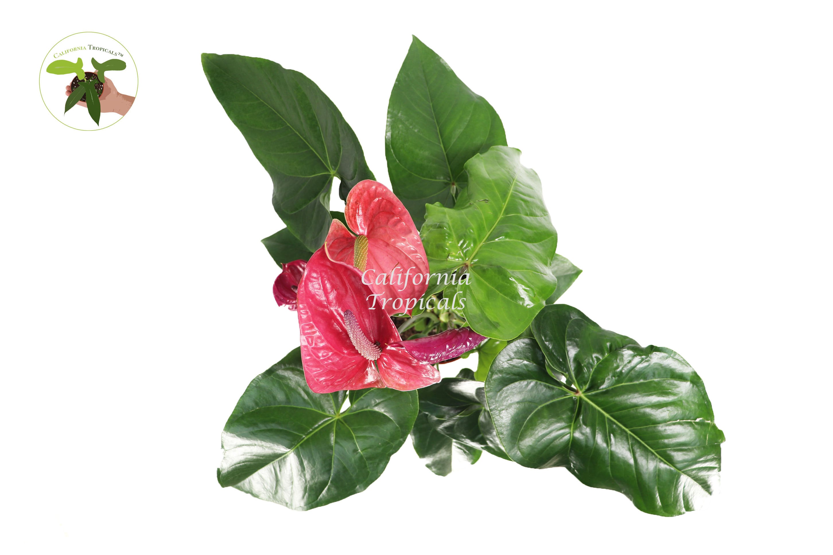 Pink Anthurium - 6" From California Tropicals - Etsy