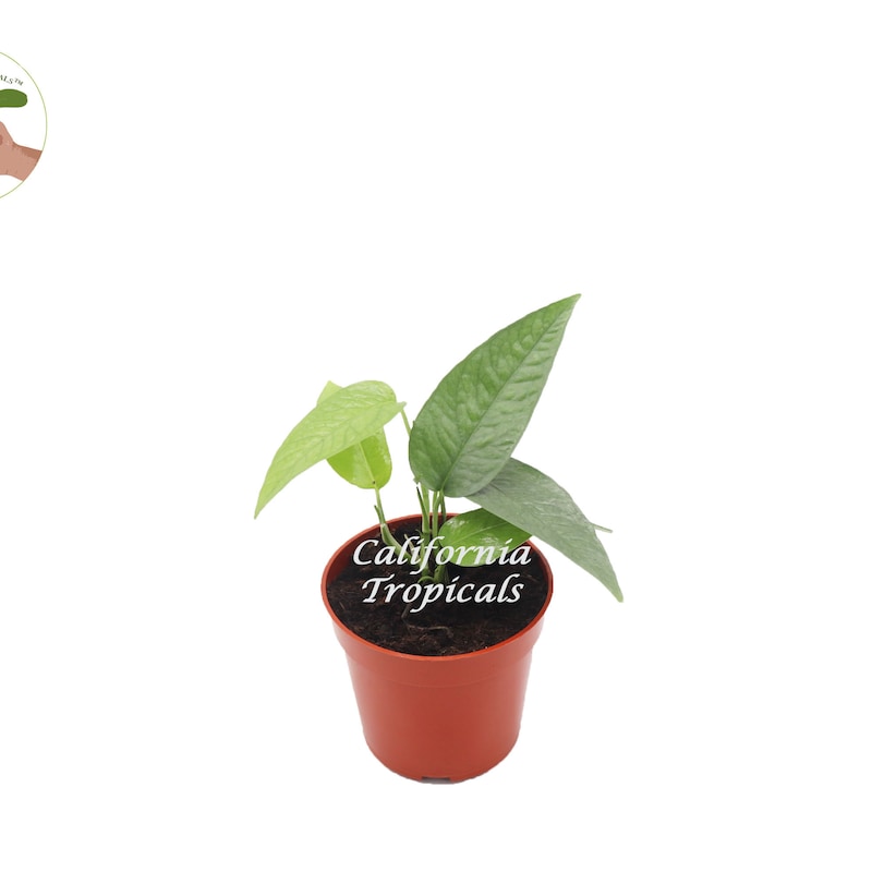 Cebu Blue Pothos - Etsy