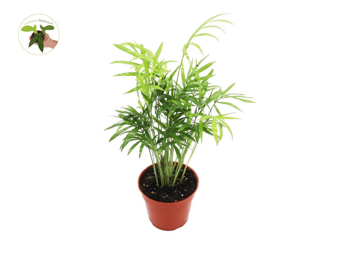 Victorian Parlor Palm (neanthe Bella Palm) - 4'' From California ...