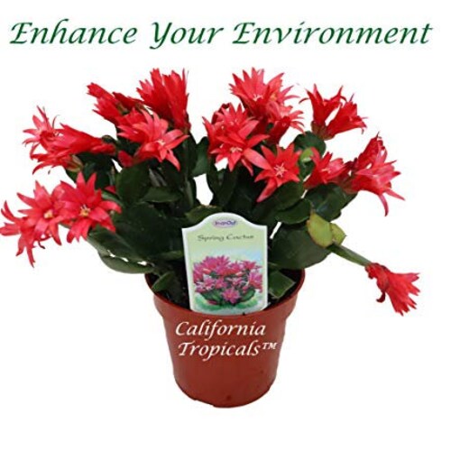 Spring Cactus 4 surprise Color Bloom From California | Etsy