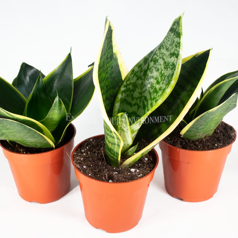 Snake Plant Live - Etsy