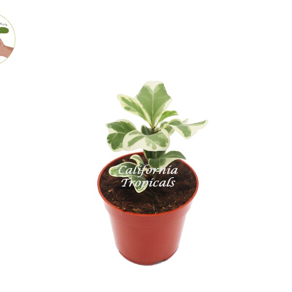 Ficus Triangularis Variegated - Etsy