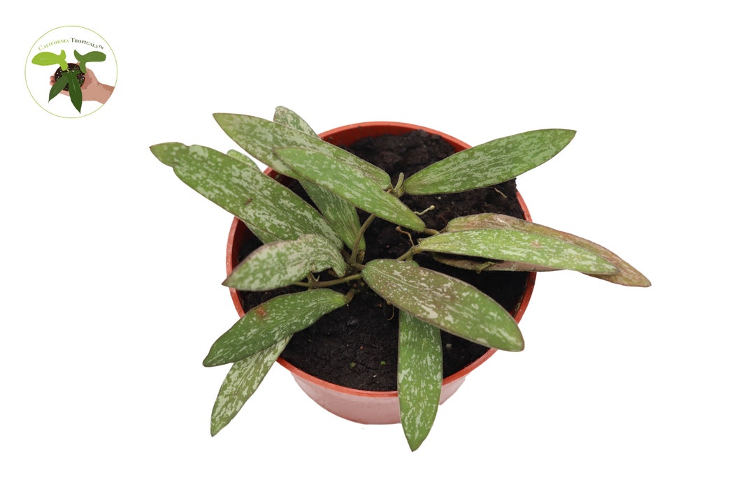 Rare Hoya Sigillatis Narrow Form -4 Inch Pot From California Tropicals ...