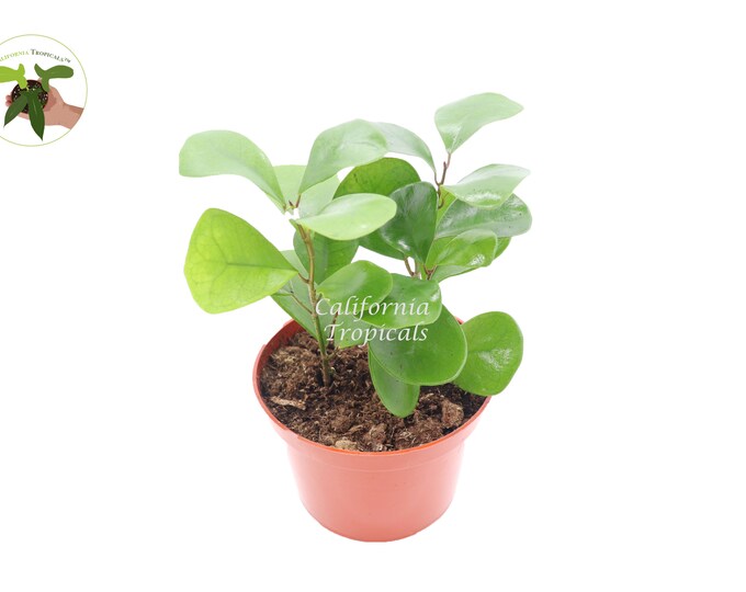 Variegated Ficus Natalensis - Ficus Triangularis, 6” Pot - Tree Form ...