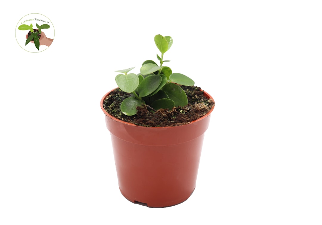 Hoya Cummingiana - 4'' From California Tropicals - Etsy