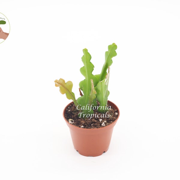 Ric Rac Cactus - Etsy