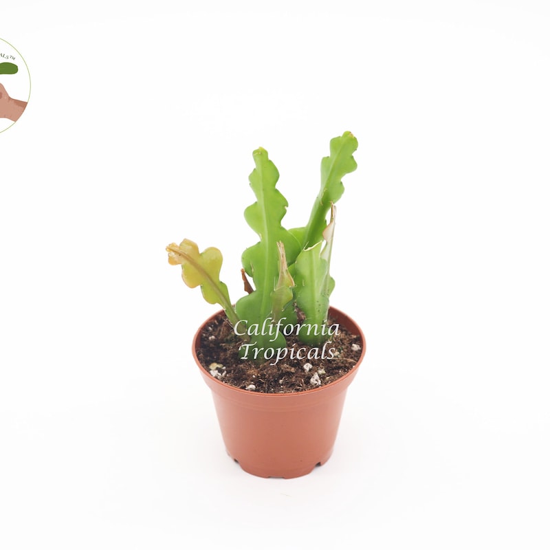 Ric Rac Cactus - Etsy