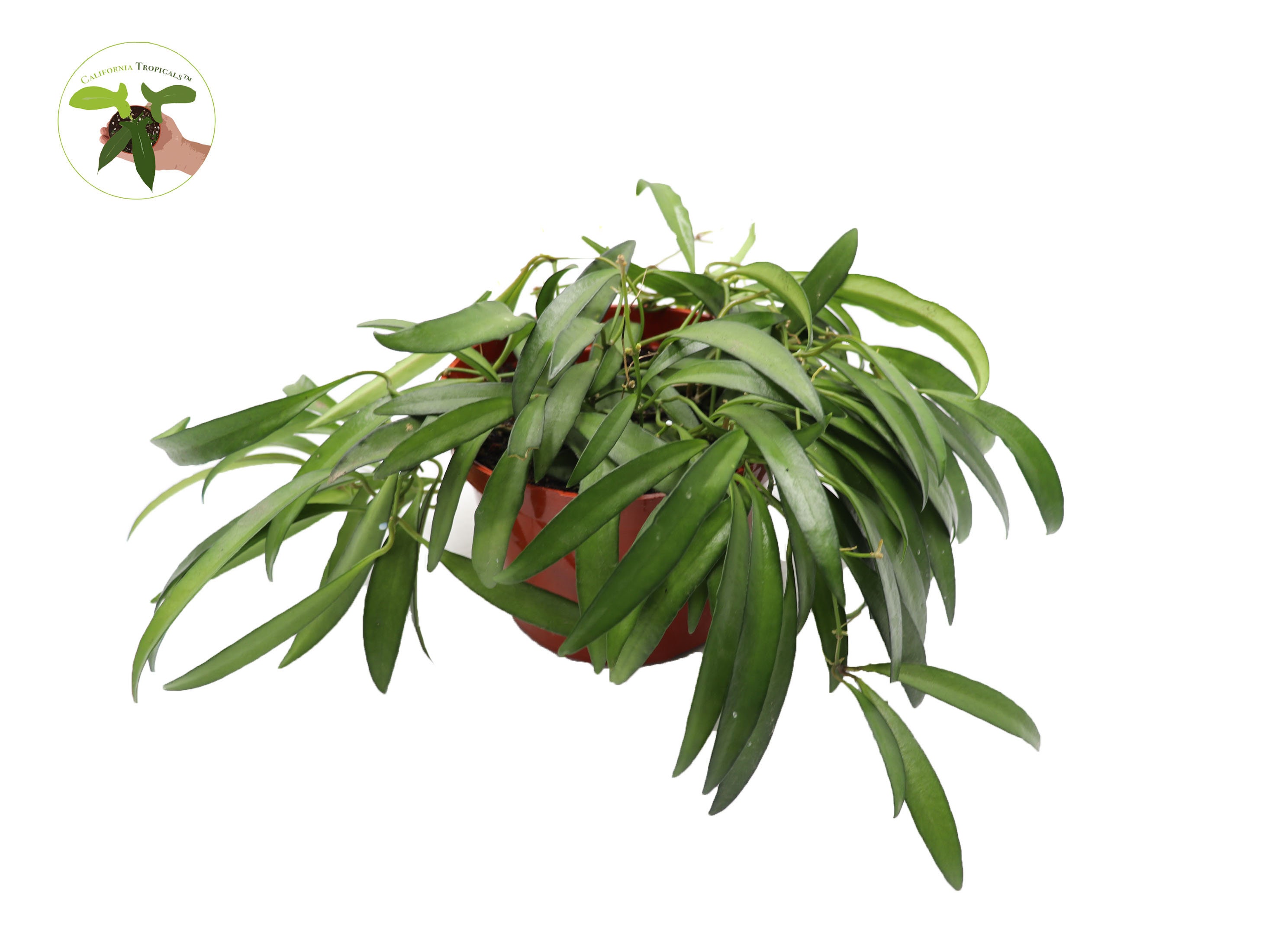 Hoya Kentiana Narrow Leaf Wax Plant 6'' - From California Tropicals - Etsy