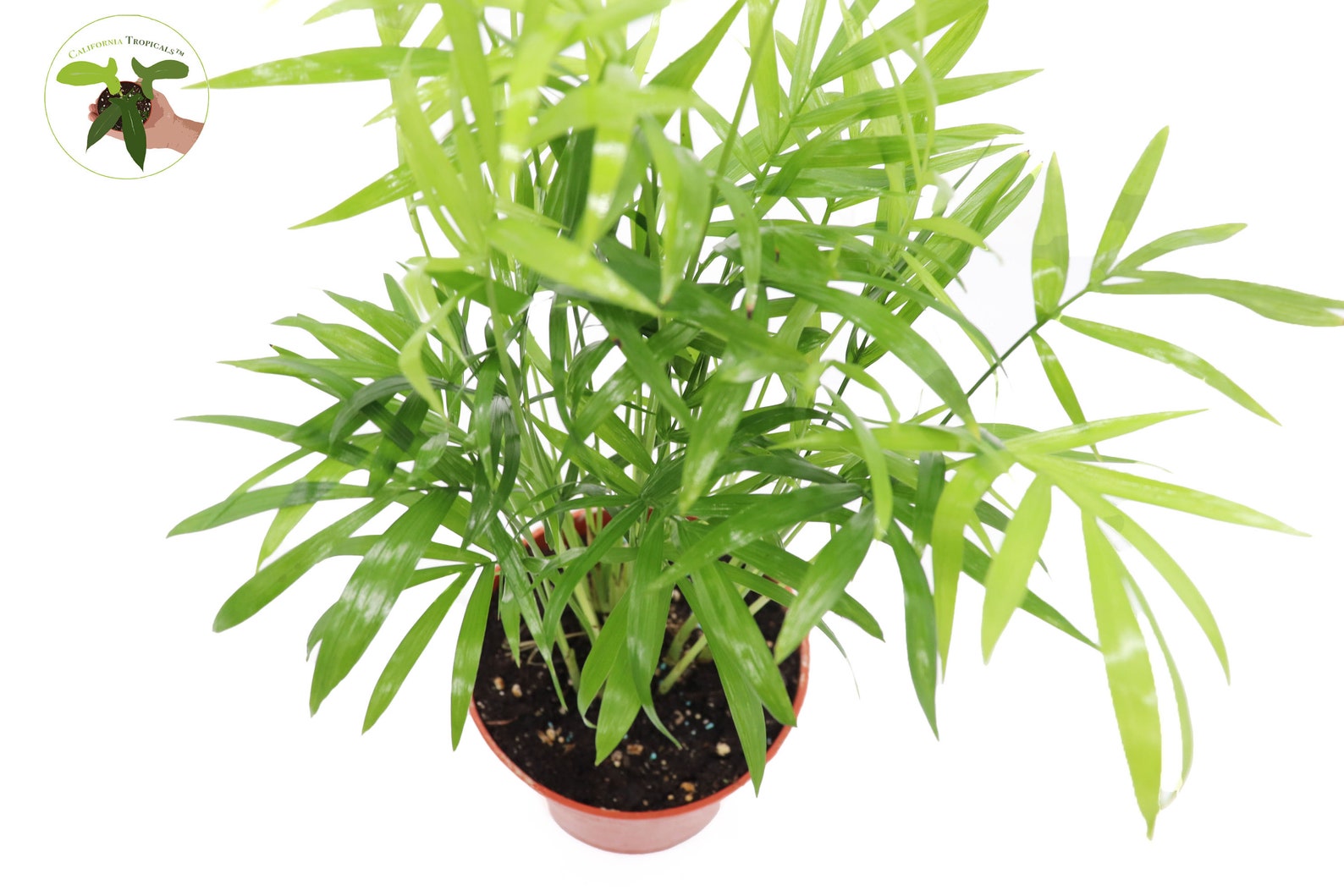 Victorian Parlor Palm neanthe Bella Palm 4'' From California Tropicals ...