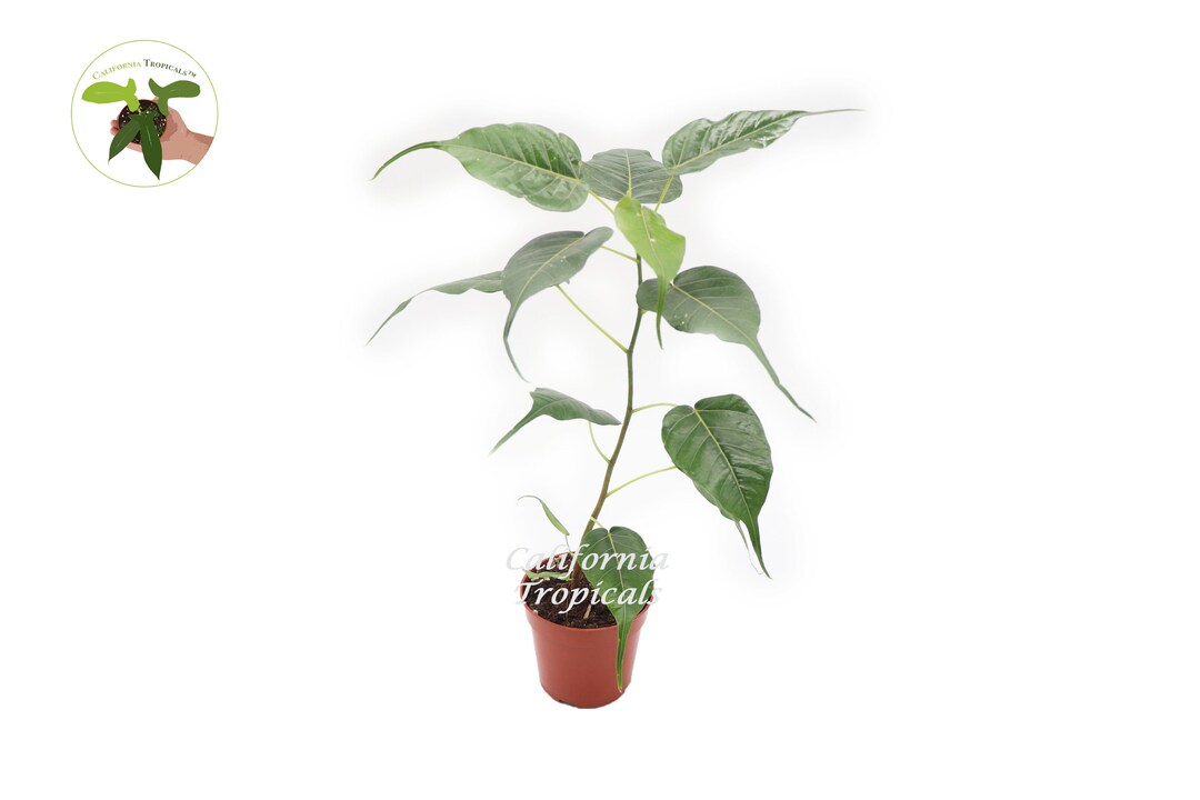 Bodhi Tree - 4'' From California Tropicals - Etsy
