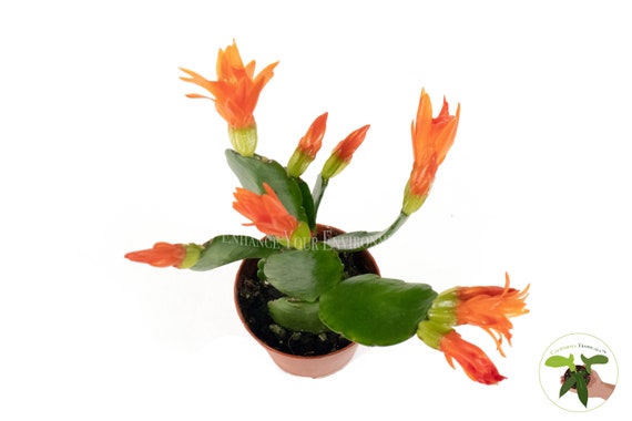 Spring Cactus Surprise Color 2 From California - Etsy