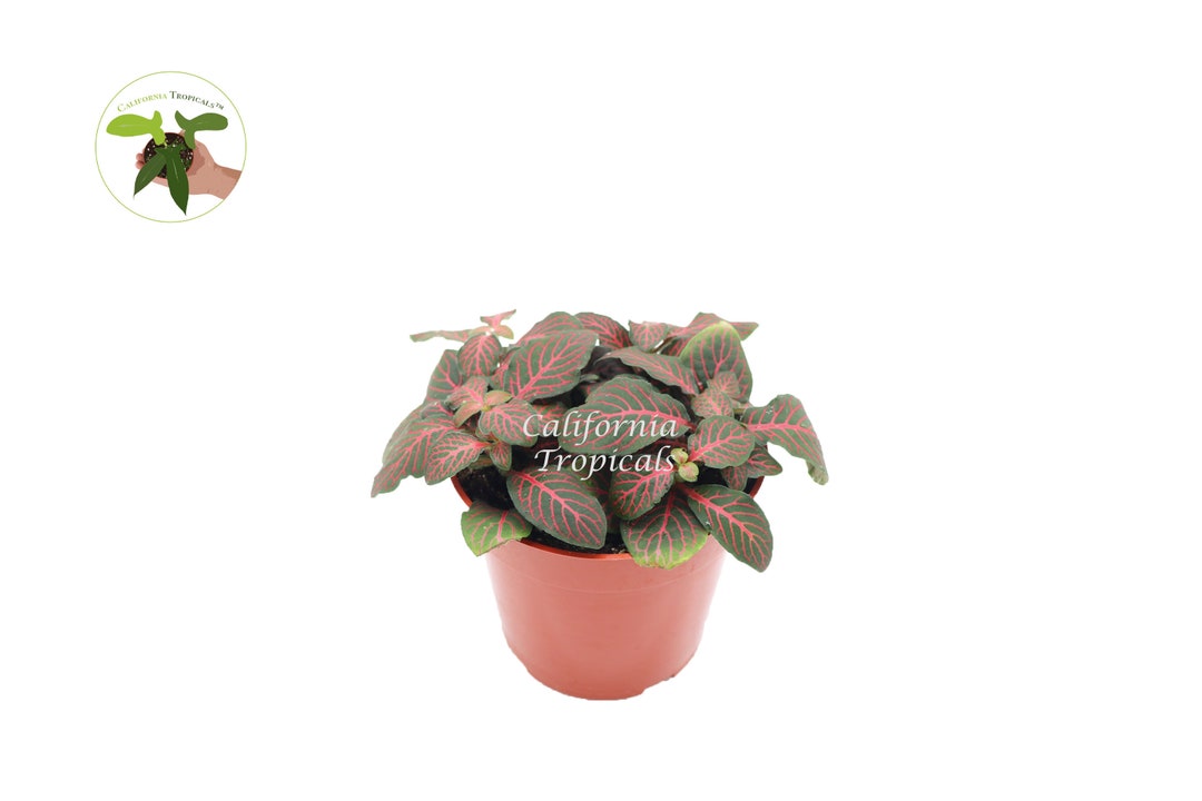 Red Fittonia - 4" From California Tropicals - Etsy