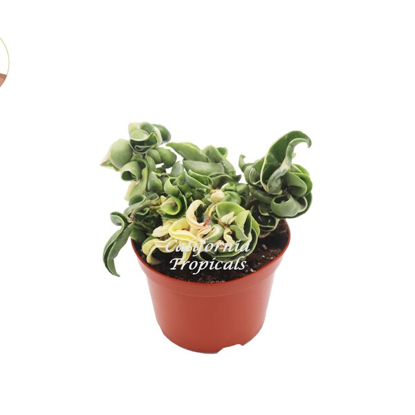 Hindu Rope Plant - Etsy