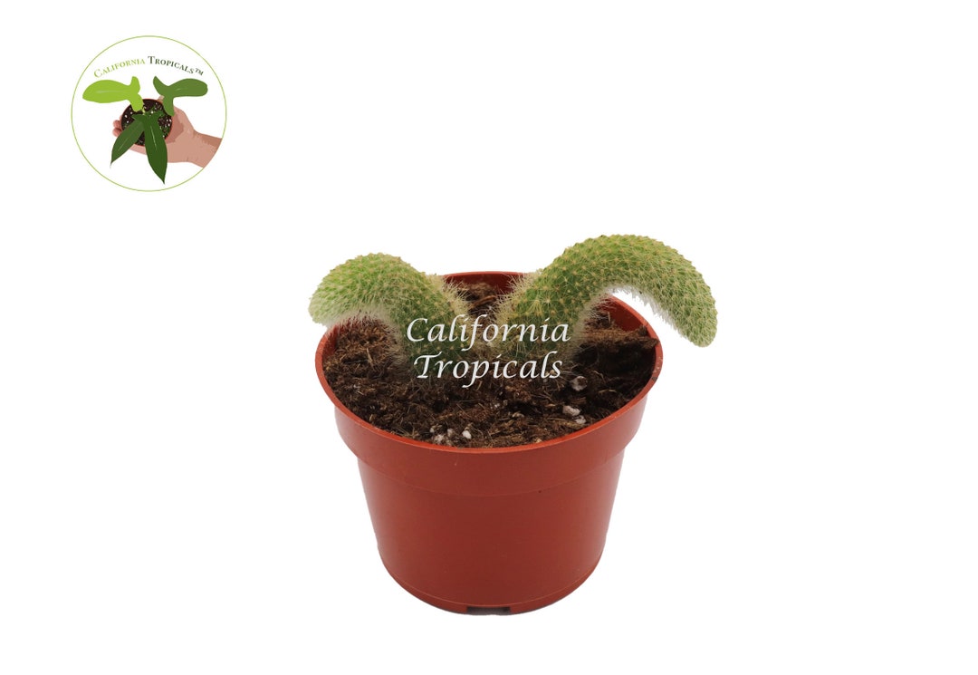 Hildewintera Colademononis Monkey Tail Cactus (two Tails) - 4'' From ...