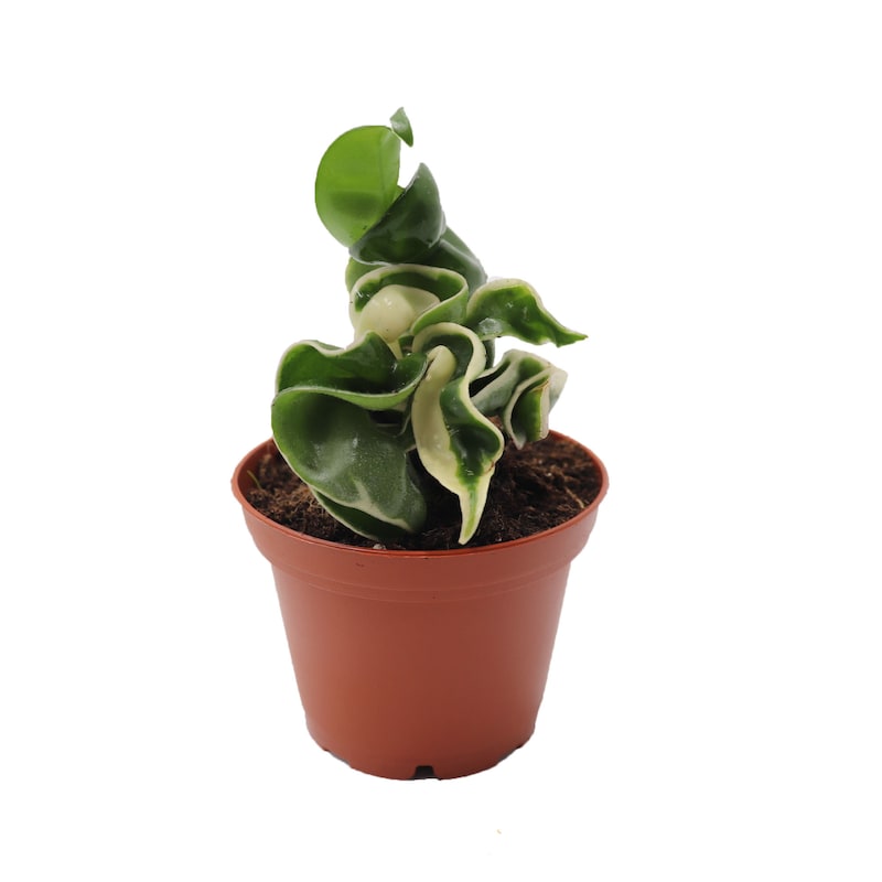 Rare Hoya Varieties - Etsy