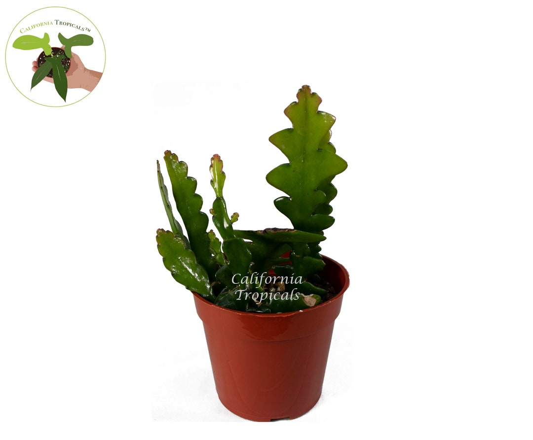 Zig Zag Cactus - 4" From California Tropicals - Etsy