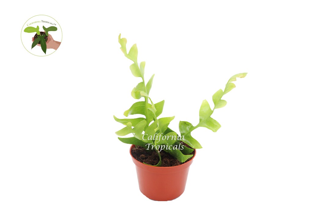 Shark Tooth Cactus 6 From California Tropicals - Etsy